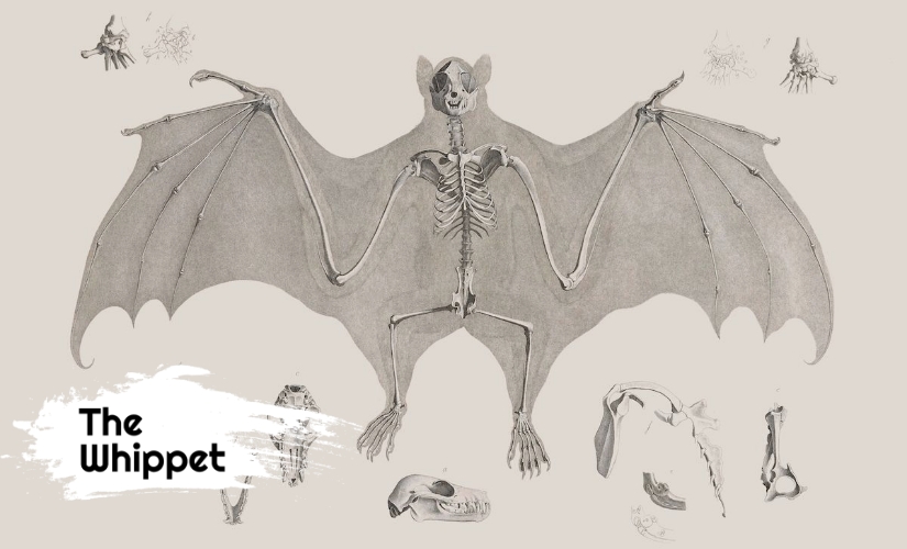 The Whippet #94: High-value cargo through difficult terrain