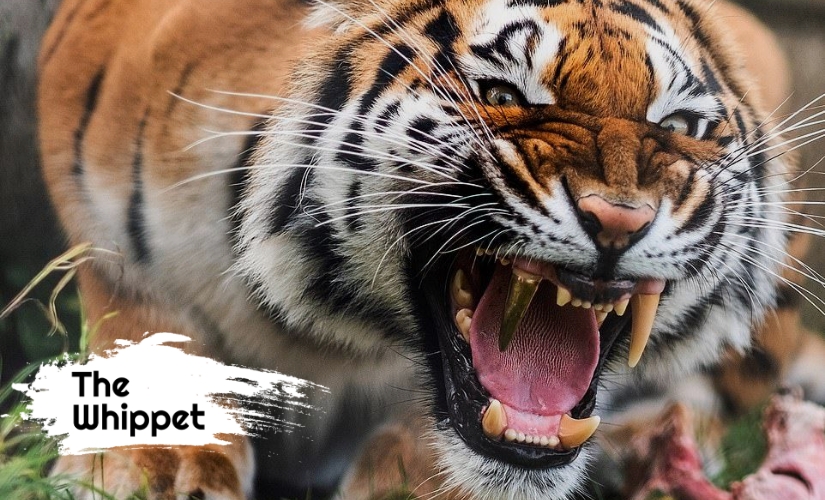 The Whippet #122: The polywater fiasco