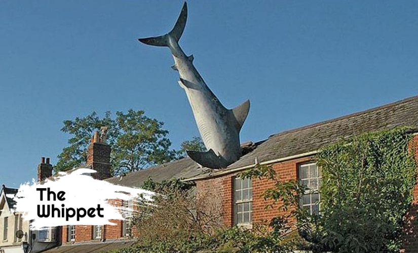 The Whippet #68: How to do things badly