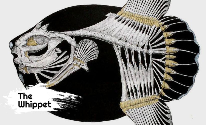 The Whippet #71: Beneath the icy waves