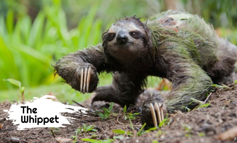 The Whippet #47: It's always 3am somewhere