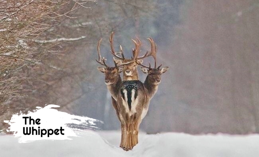 The Whippet #87: Triple-cream duck-infused brie