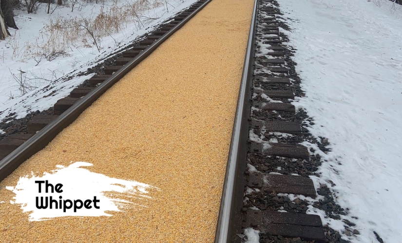 The Whippet #88: One of the many attempts of Nature to evolve a crab