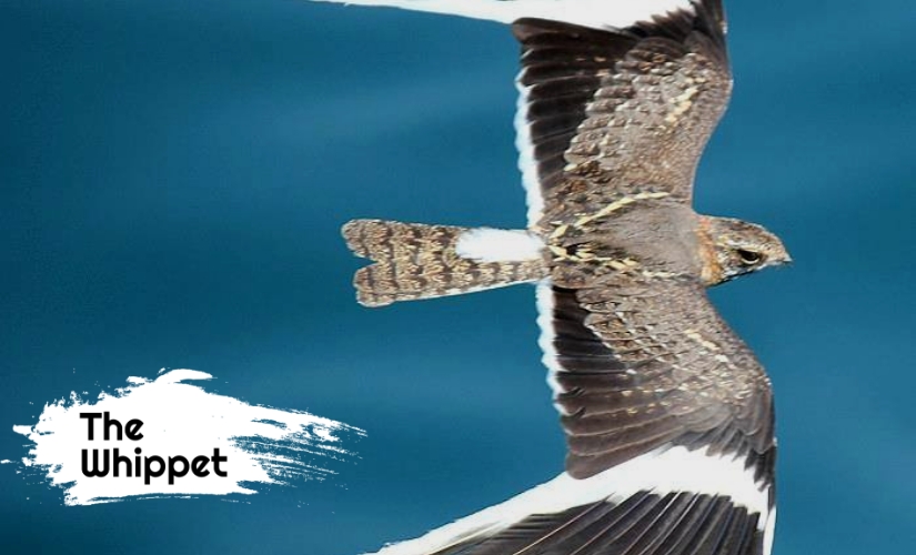 The Whippet #70: Everything there is to know about secrets