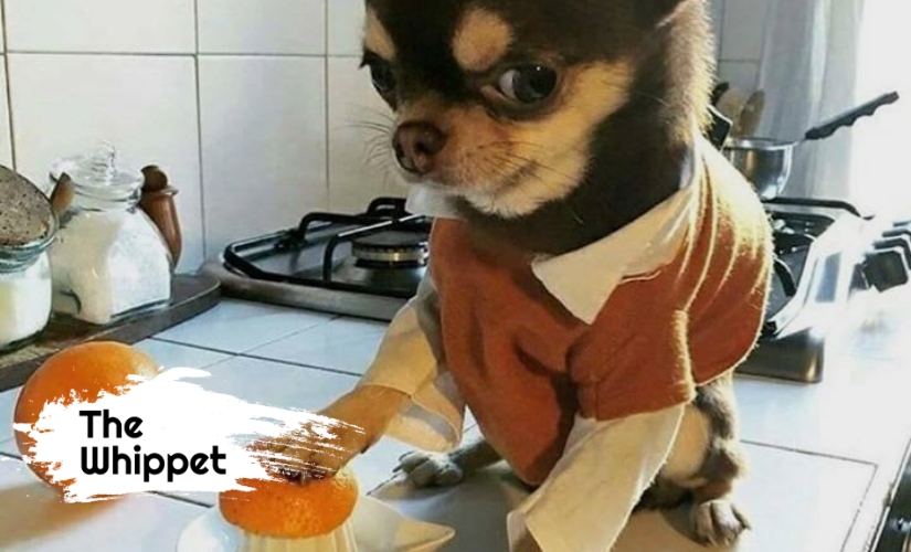 The Whippet #22: You have no right to do this to me