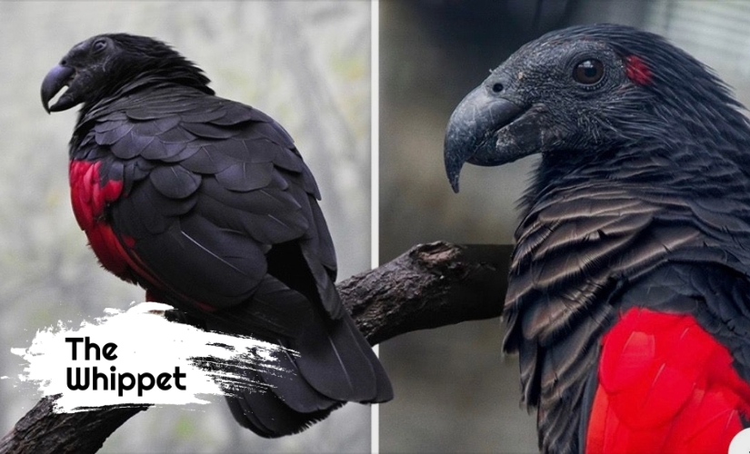 The Whippet #91: Evil self-replicating origami