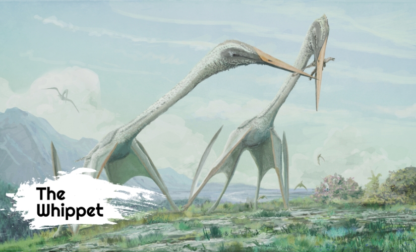 The Whippet #92: The "Nothing About Coronavirus" Edition