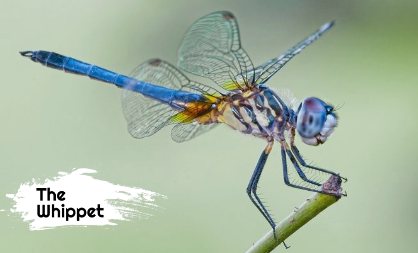 The Whippet #2: Silence, snow, sleuths and celebrities