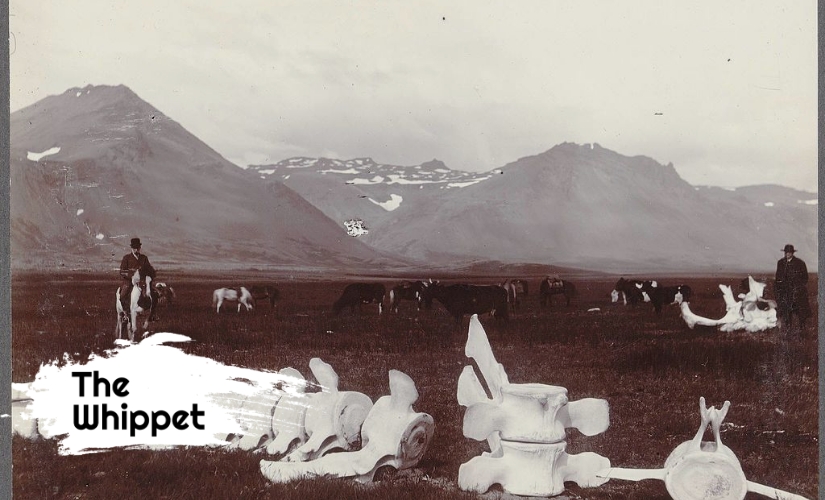 The Whippet #98: On the scene, discussing the numbers