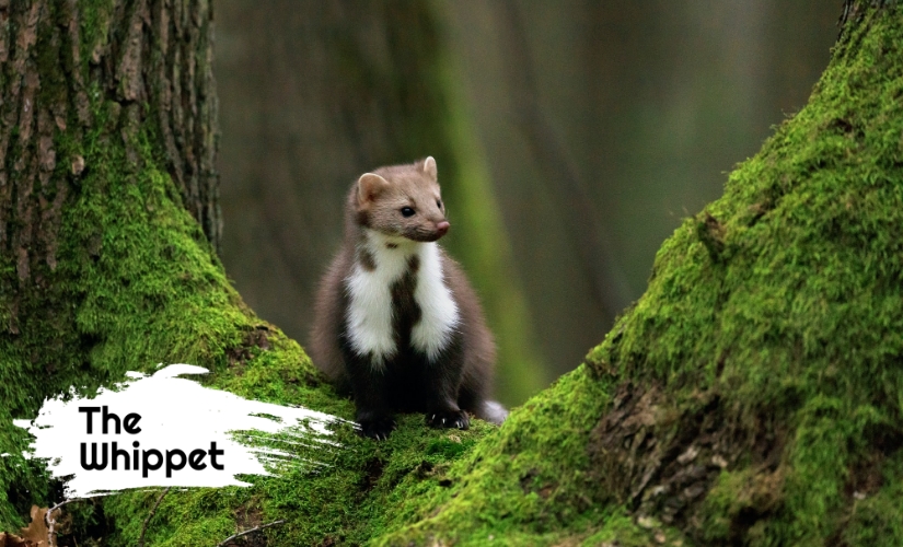 The Whippet #102: Night-weasels