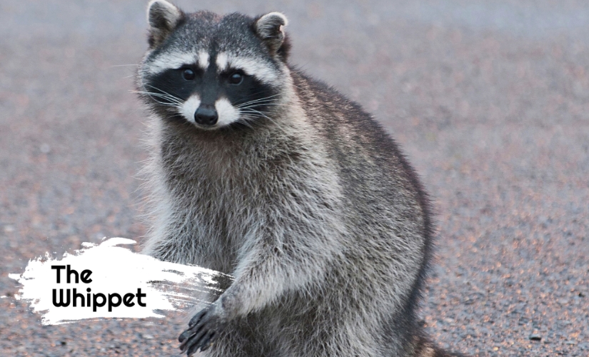 The Whippet #140: Seasonless, herbless, treeless, manless