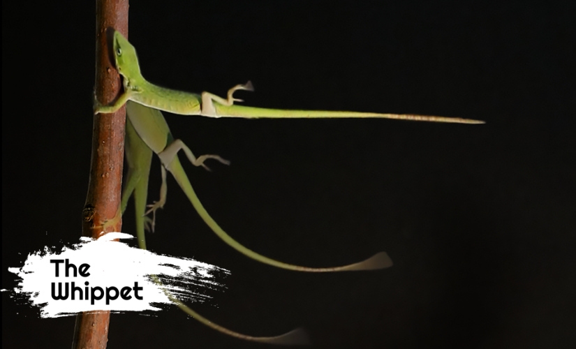 The Whippet #121: Just trying to be the best lizard I can be