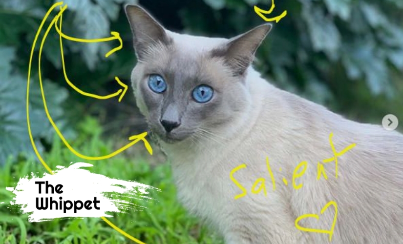 The Whippet #76: Overapplying the new concept you just learnt