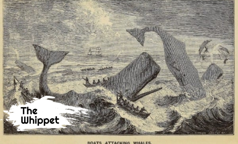 The Whippet #12: From hell’s heart I stab at thee!